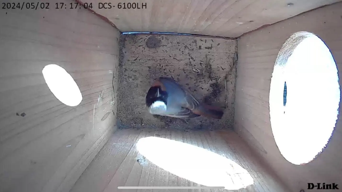 The Birdhouse 2024! - Niclas Bjuväng